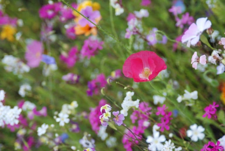 Sustainable Landscaping: Establishing a Managed Meadow