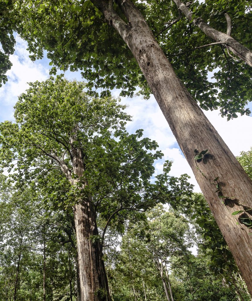 IndoTeak Design Contemporary Reclaimed Wood