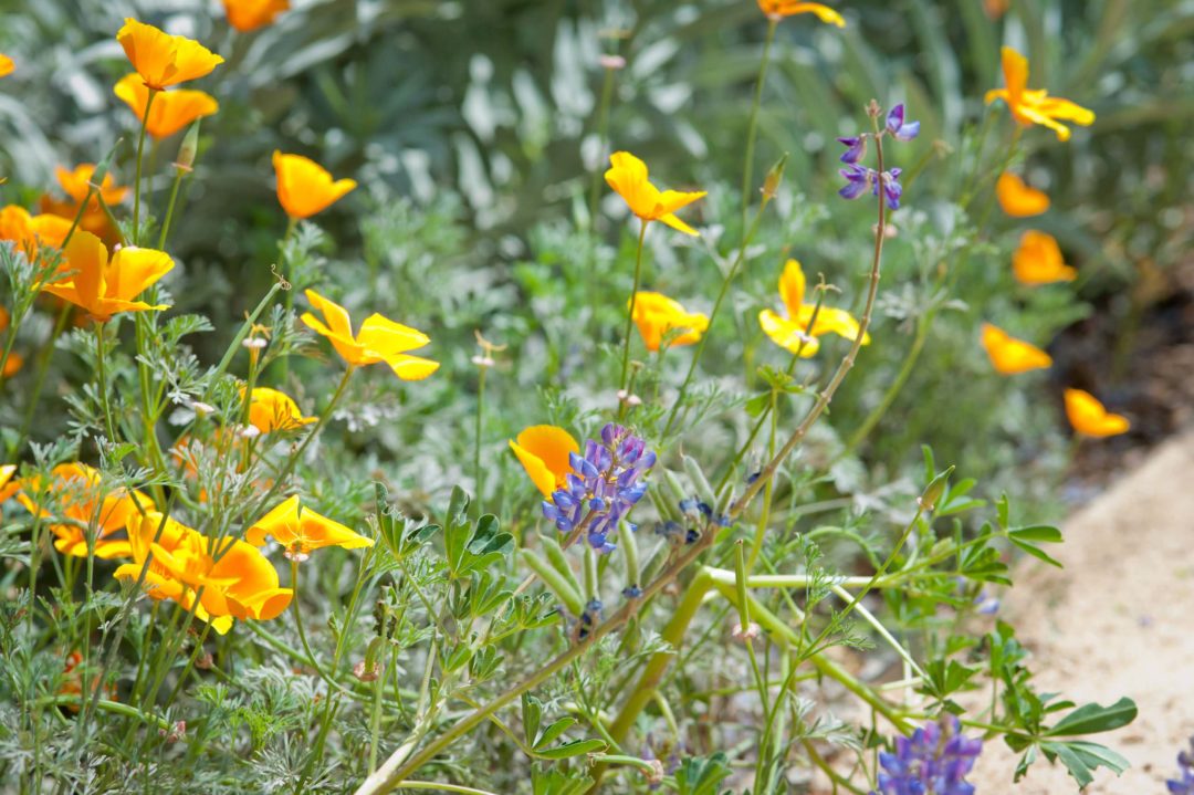 Can Fire Resistant Landscaping Save Your Home from Wildfire?