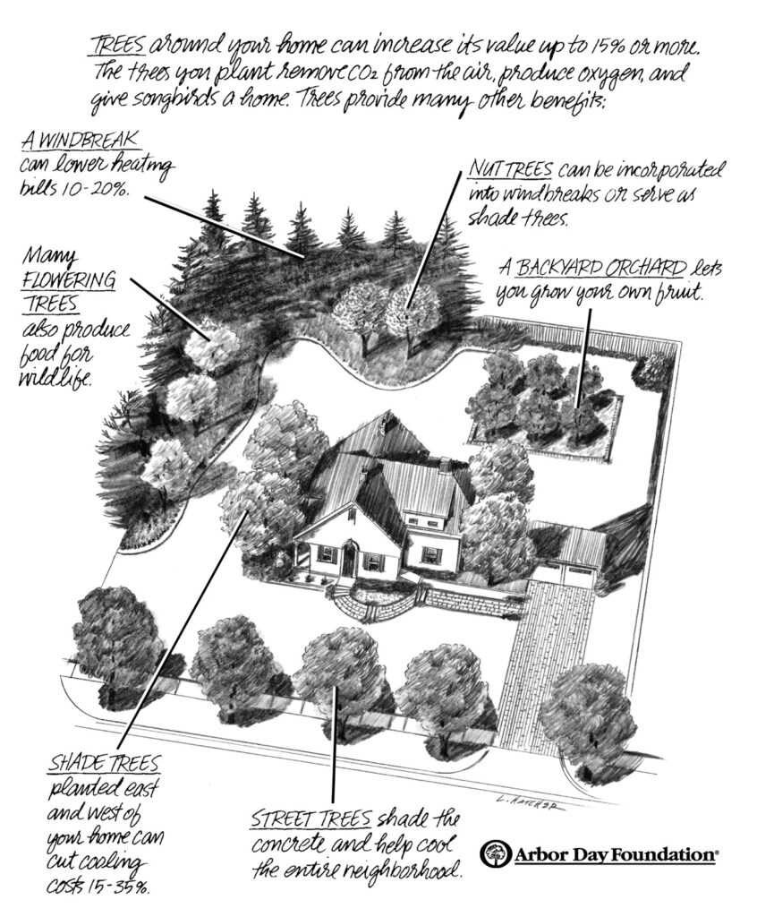 Trees: A Powerful Tool to Fight Climate Change